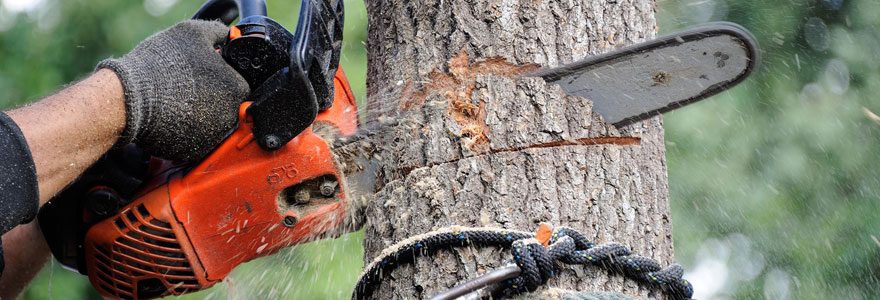 Contactez un spécialiste pour l'élagage de vos arbres